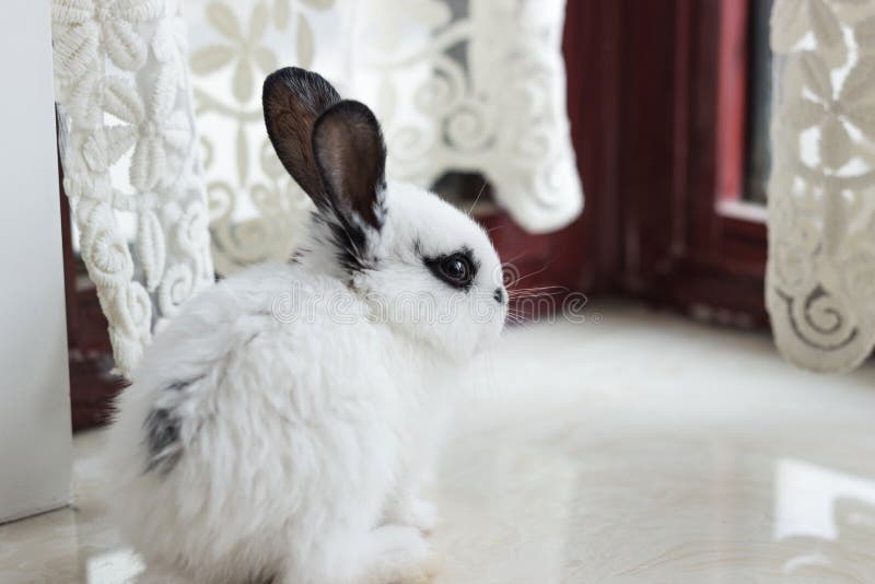 A cute panda rabbit stock photo. Image of small, cute - 158532136