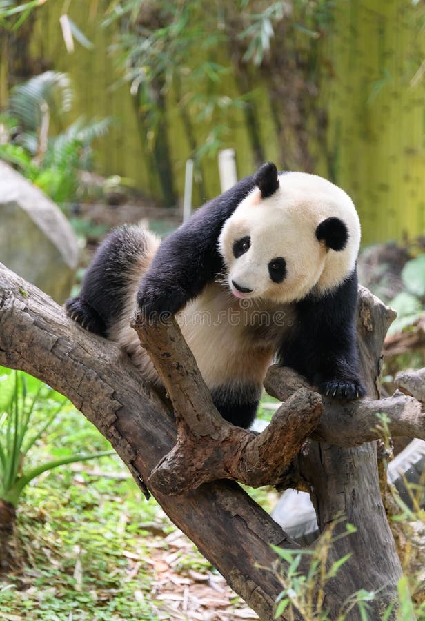 Cute Panda Resting on the Tree Stock Image - Image of cute, rest: 182553641