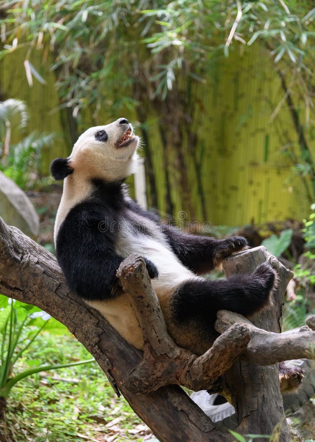 Cute Panda Resting on the Tree Stock Photo - Image of wildlife, rest ...