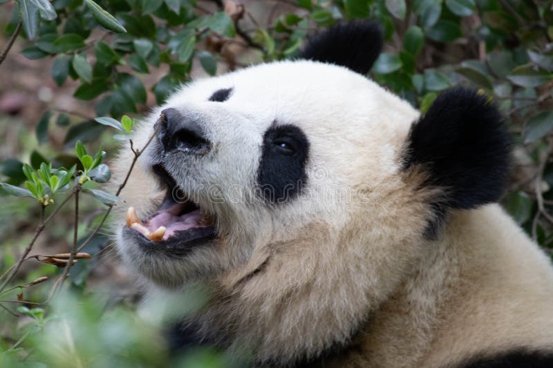 Cute Panda is Smiling, Chengdu, China Stock Photo - Image of cuddly ...