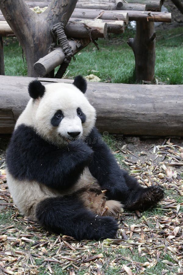 Fluffy Panda Bear in Chengdu , China Stock Photo - Image of bamboo ...