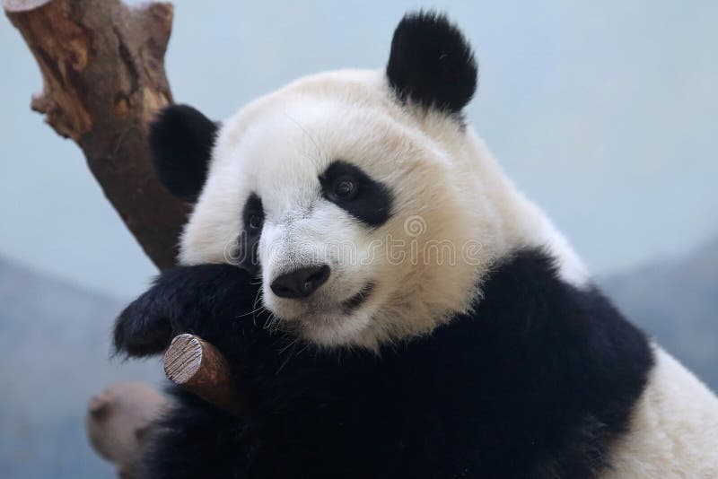Cute panda on a tree. stock photo. Image of beast, hunt - 242987412