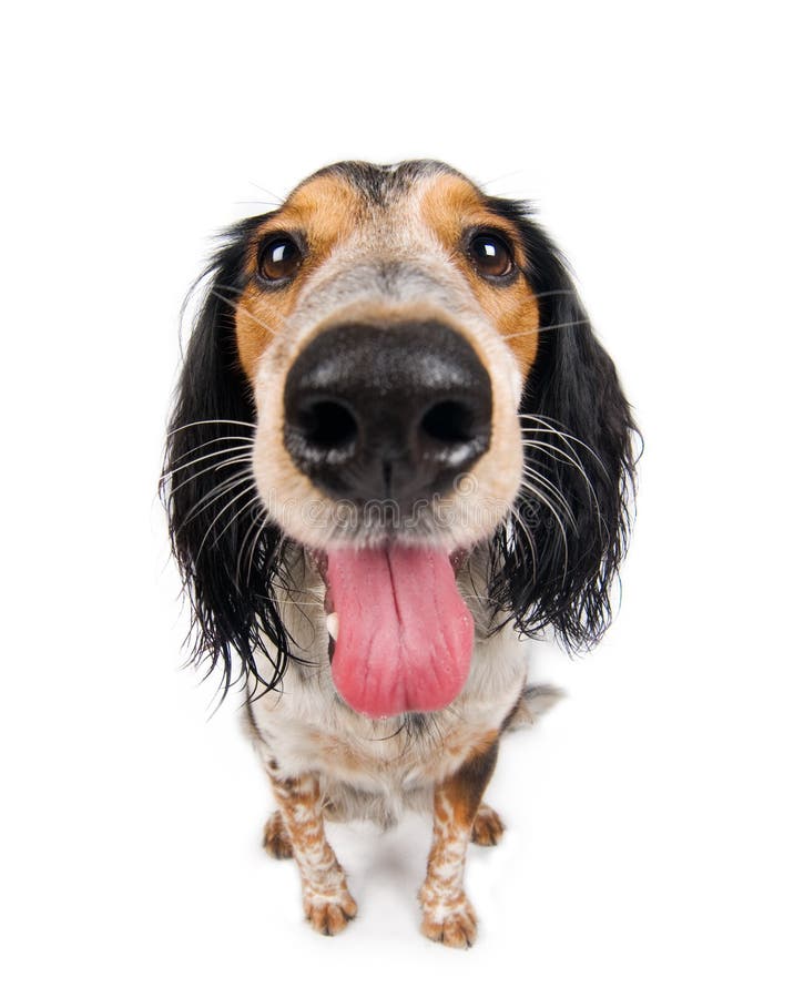 Cute panting dog stock photo. Image of humoristic, breathing - 13858014