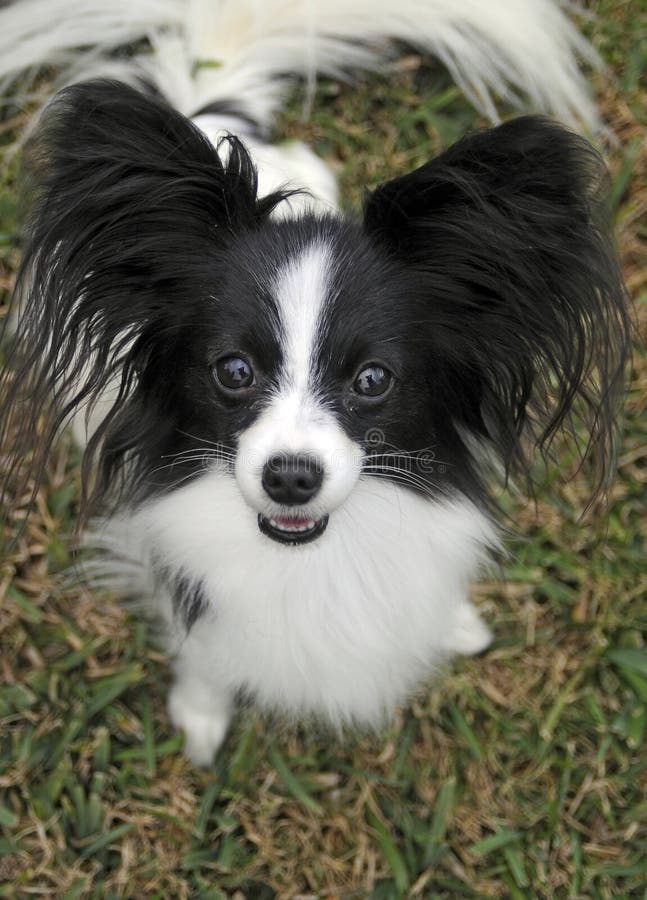 Cute Papillon dog stock photo. Image of healthy, papillon - 25354978