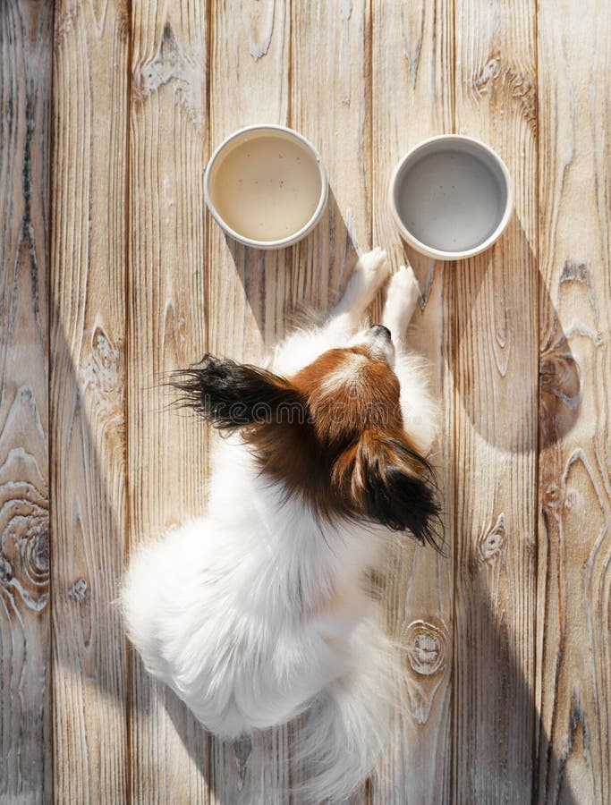 Cute Papillon Dog Eats Food from Plates Stock Photo - Image of animal ...