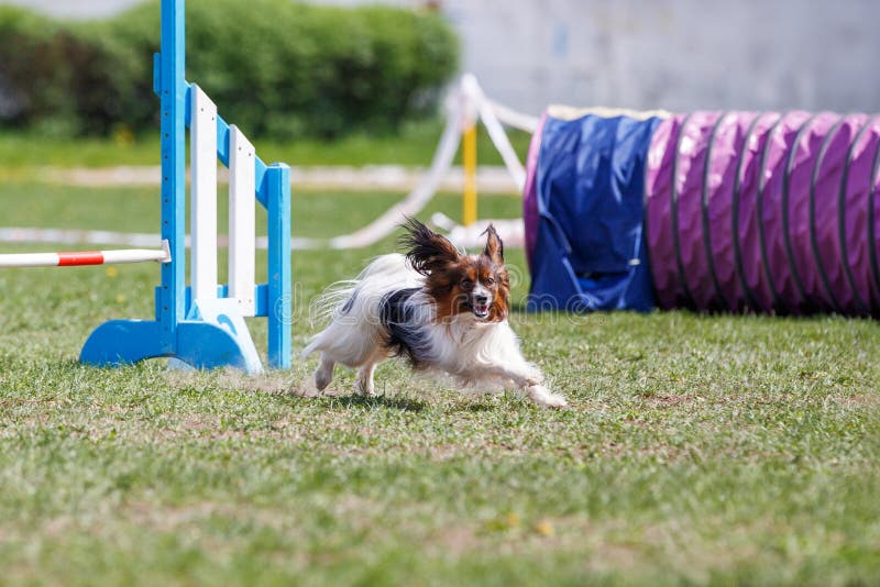Papillon Agility Jumping Stock Photos - Free & Royalty-Free Stock ...