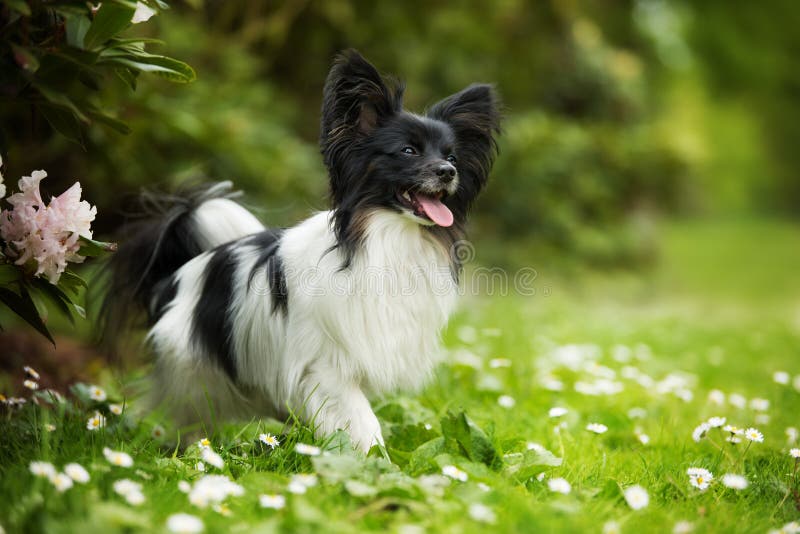 Cute Papillon Dog in a Spring Meadow Stock Image - Image of copy, cute ...