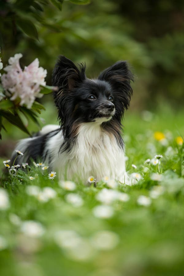 Cute Papillon Dog in a Spring Meadow Stock Photo - Image of white ...