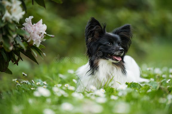 Cute Papillon Dog in a Spring Meadow Stock Photo - Image of outdoor ...