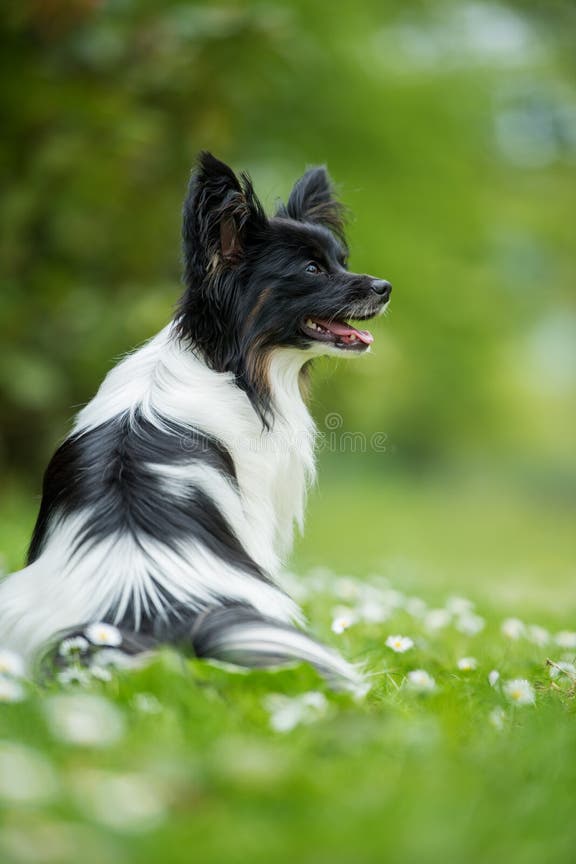 Cute Papillon Dog in a Spring Meadow Stock Image - Image of outdoor ...
