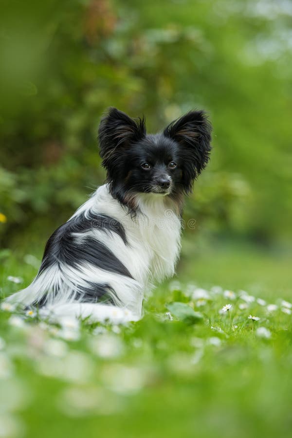 Cute Papillon Dog in a Spring Meadow Stock Image - Image of spring ...