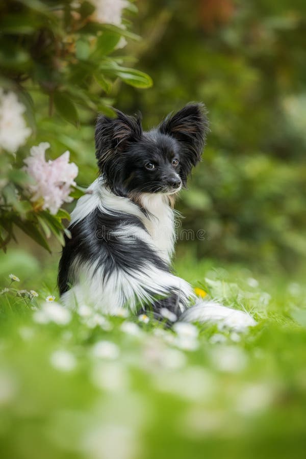 Cute Papillon Dog in a Spring Meadow Stock Image - Image of meadow ...