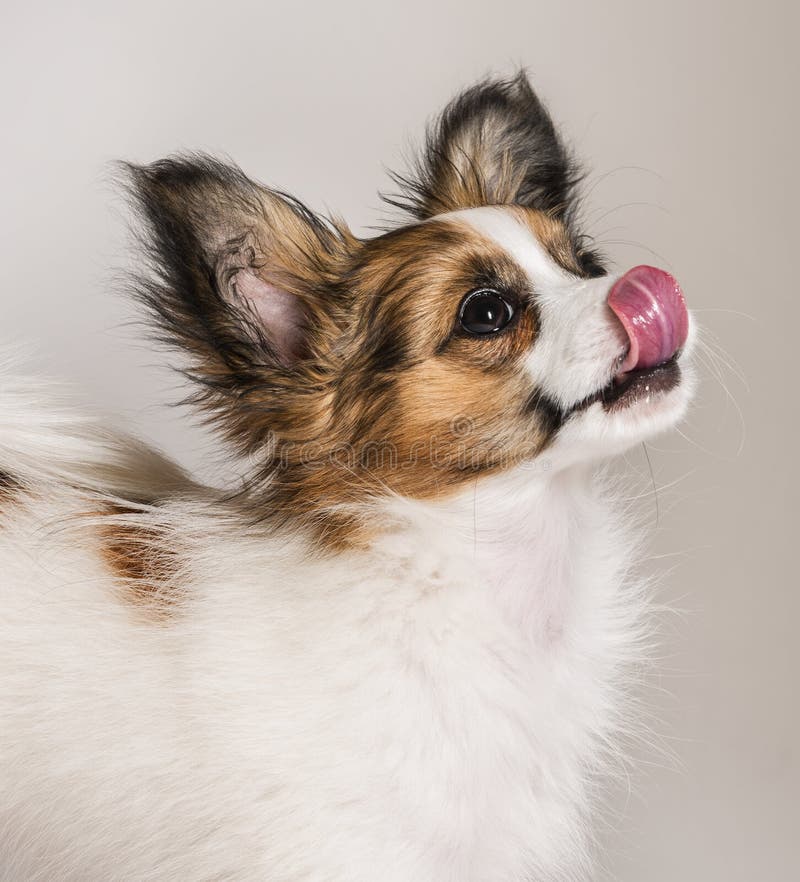 Cute papillon puppy stock photo. Image of cute, pedigree - 60620164