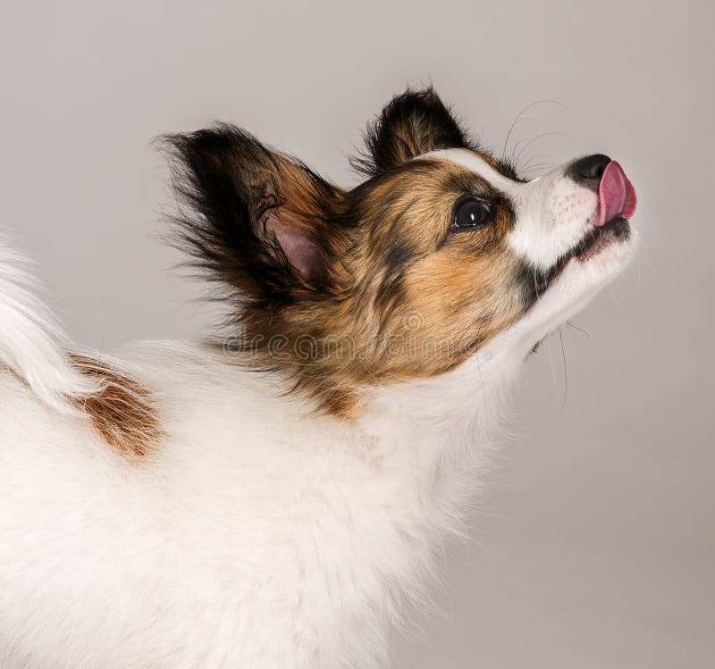 Cute papillon puppy stock image. Image of brown, friend - 60620181