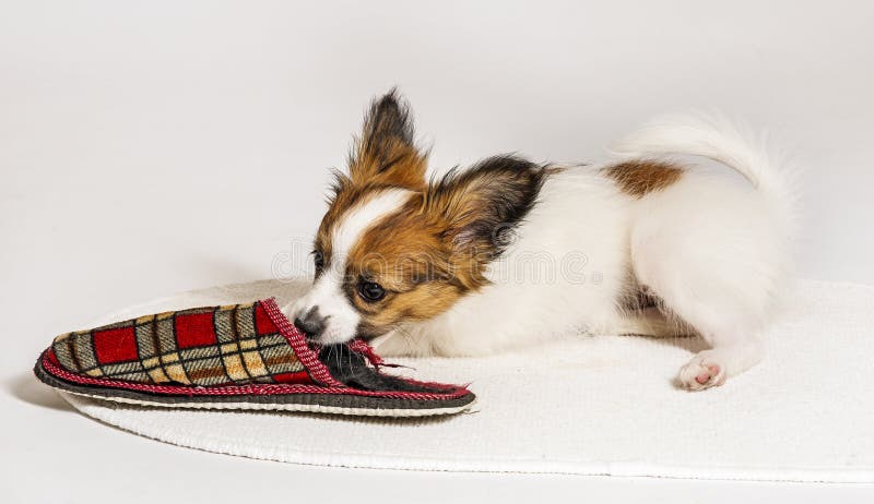 Cute papillon puppy stock photo. Image of detail, portrait - 60620230