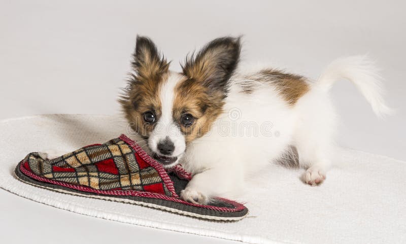 Cute papillon puppy stock image. Image of beautiful, play - 60620289