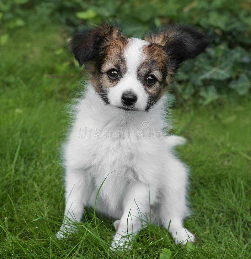 Cute papillon puppy stock image. Image of papillon, playfull - 59640409