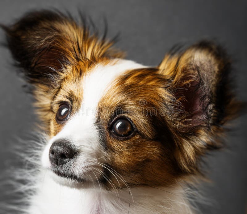 Cute papillon puppy stock image. Image of animal, head - 60375811