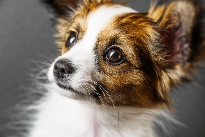 Cute papillon puppy stock image. Image of friendly, beautiful - 60376465