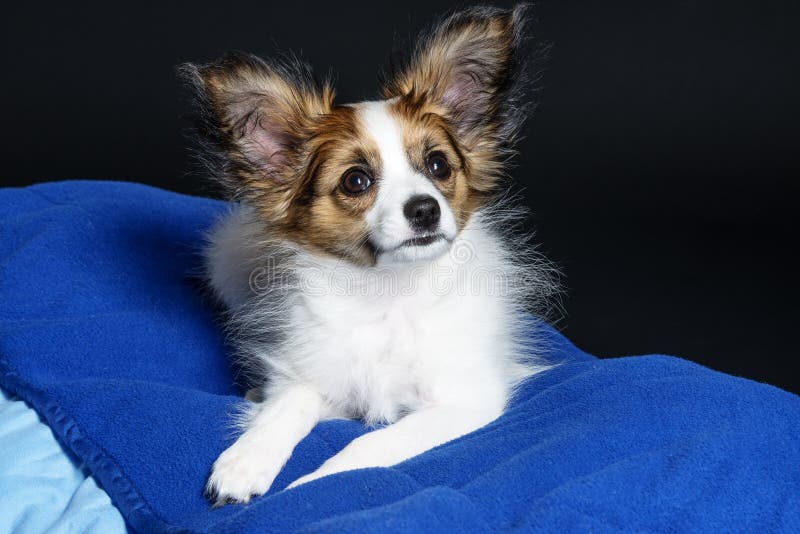 Cute papillon puppy stock photo. Image of sweet, friendly - 60625230