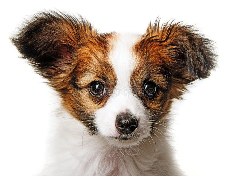 Cute papillon puppy stock image. Image of play, friendly - 59765439