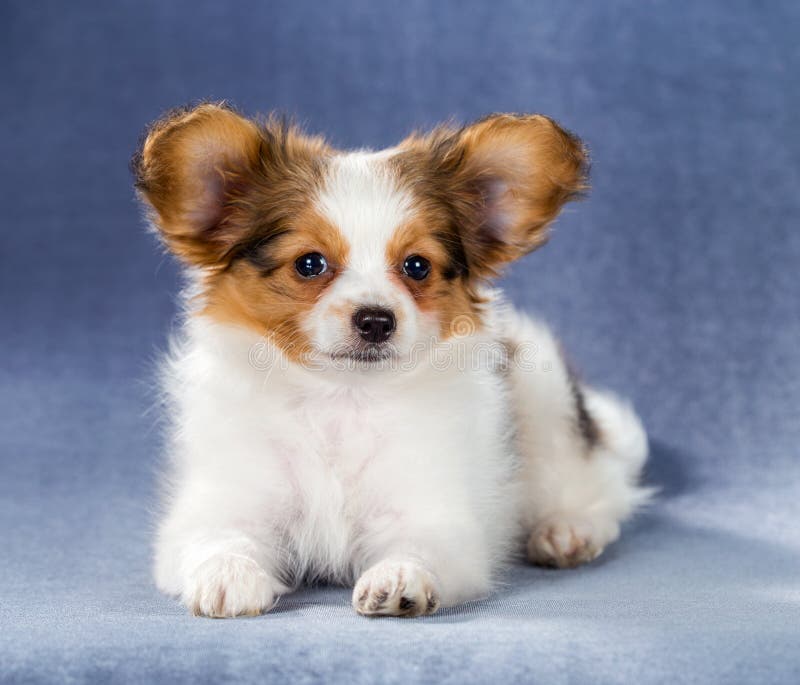 Papillon puppy stock image. Image of mammal, young, papillon - 18215249