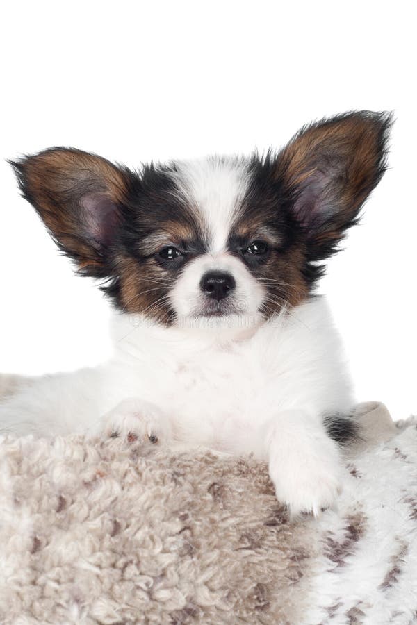 Adorable Papillon Puppy Portrait Stock Photo - Image of brightly, pets ...