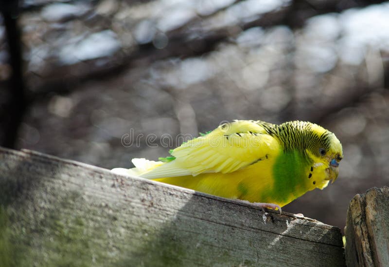 Cute parakeet stock photo. Image of wing, yellow, little - 43686356