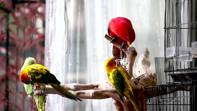 Cute Parrot at the Beautiful Stock Video - Video of animals, cute ...