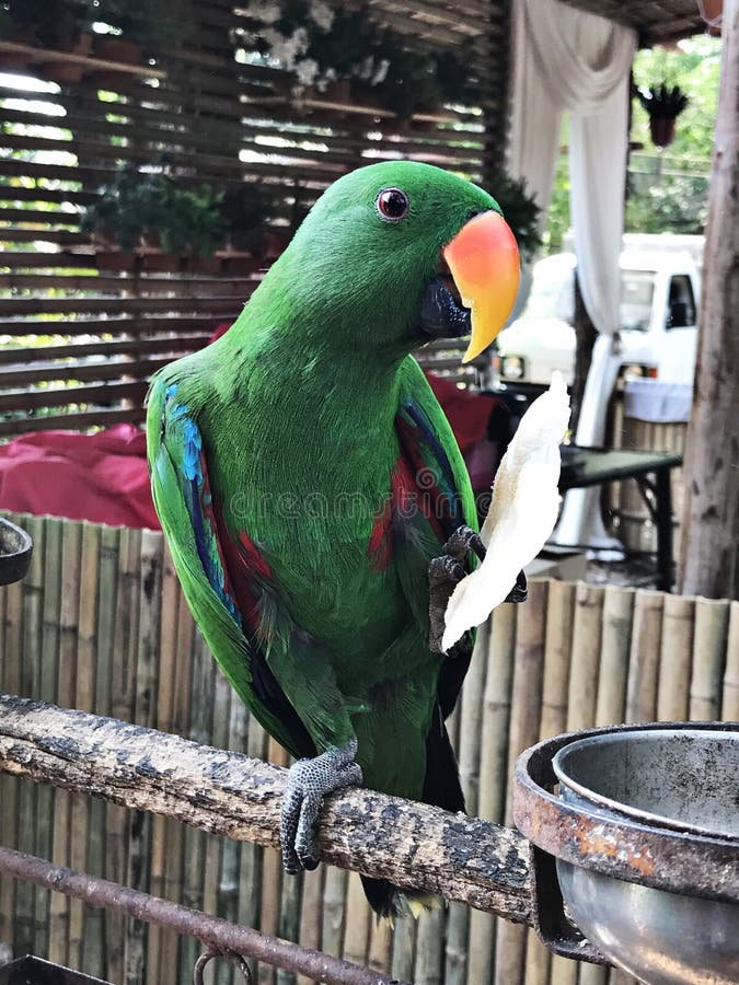 A Cute Parrot Bird is Eating Rice Crispy. Stock Image - Image of ...