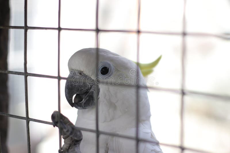 Parrot Bird Sitting on the Net Stock Photo - Image of colored ...