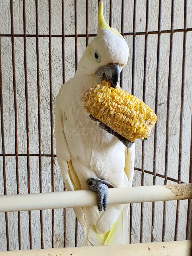 A Cute Parrot is Eating Corn Stock Image - Image of cute, nature: 172031287