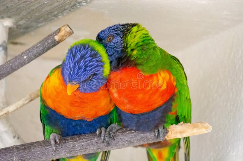 Cute Parrot Resting On A Branch Stock Image Image Of Bird Beak 271959735