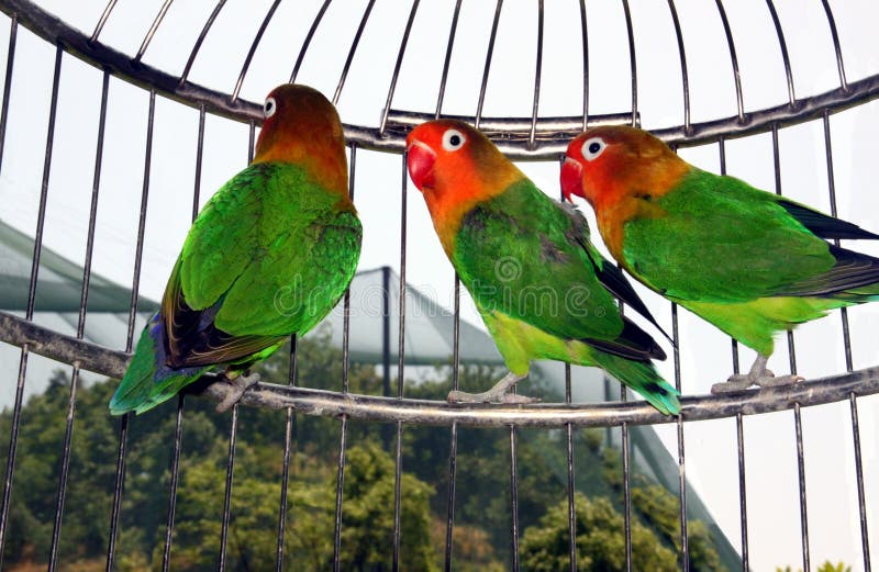 Cute parrots in a cage stock image. Image of camera, feather - 44300987