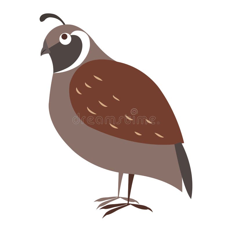Partridge Bird Stock Illustrations – 627 Partridge Bird Stock ...