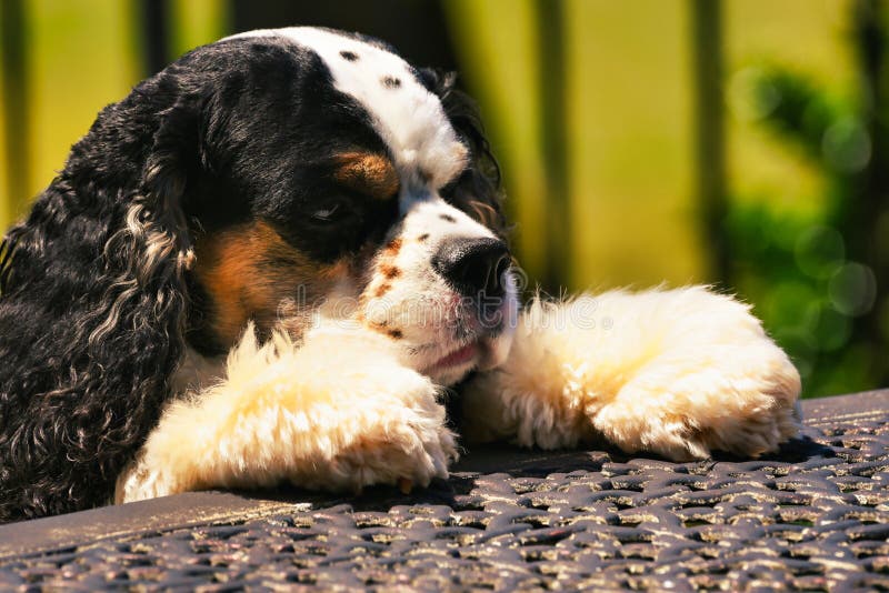 A Cute Party Colored Cocker Spaniel Looking Across a Table. Stock Photo ...