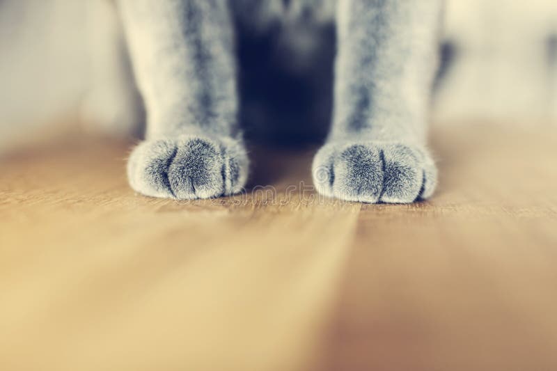 Cute paws of British cat. stock image. Image of animal - 274968081