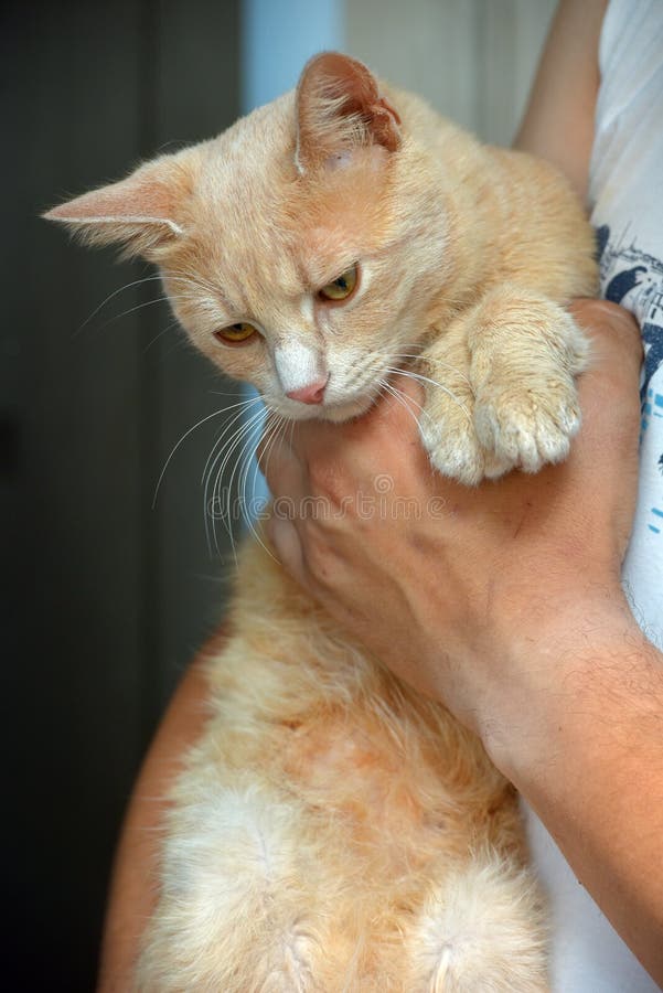 Cute Peach Colored Cat in Hand Stock Image - Image of adorable ...