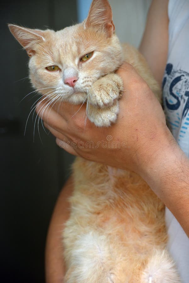 Cute Peach Colored Cat in Hand Stock Image - Image of color, breed ...