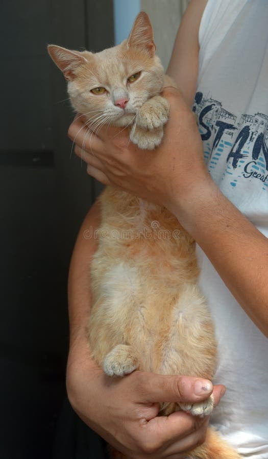 Cute Peach Colored Cat in Hand Stock Image - Image of hair, mammal ...