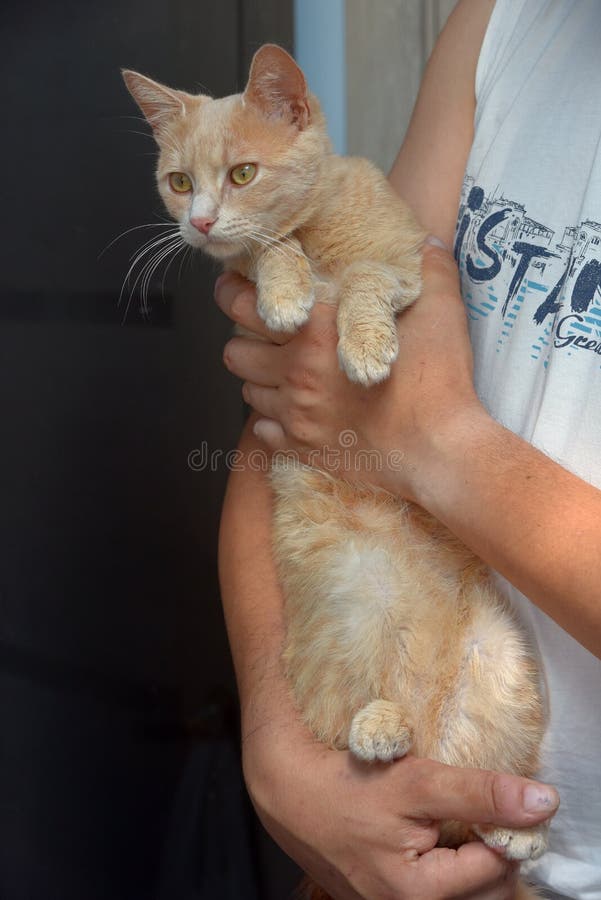 Cute Peach Colored Cat in Hand Stock Image - Image of color, breed ...