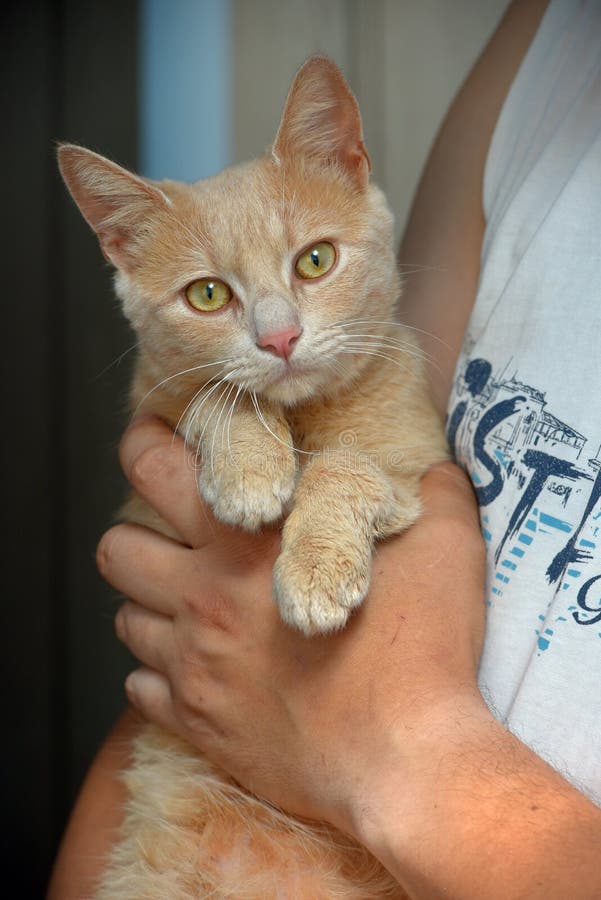 Cute Peach Colored Cat in Hand Stock Image - Image of color, breed ...