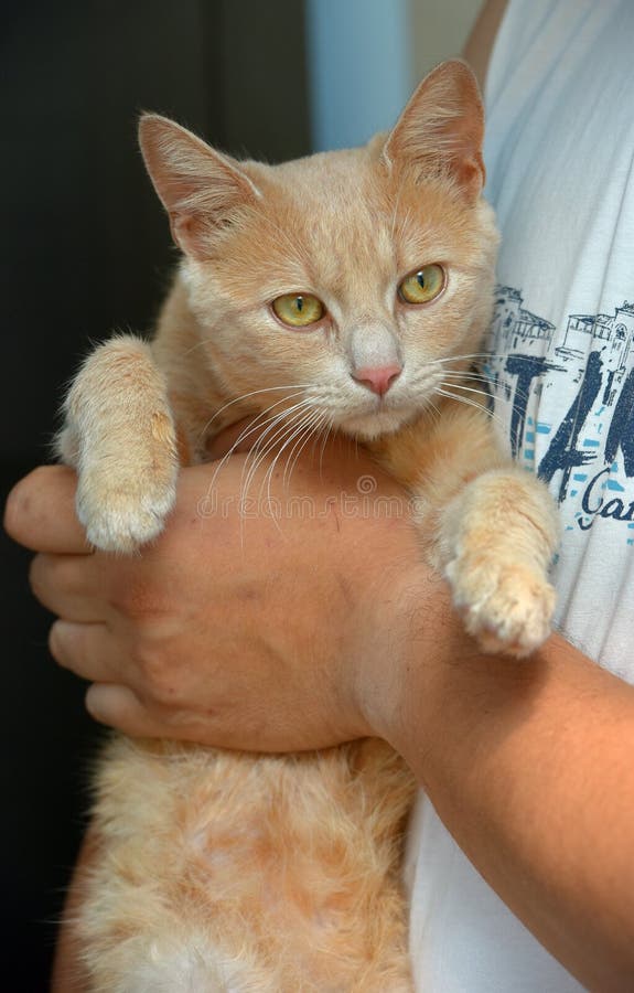 Cute Peach Colored Cat in Hand Stock Image - Image of adorable ...