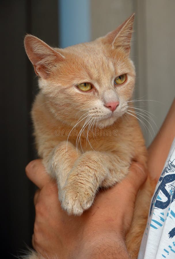 Cute Peach Colored Cat in Hand Stock Image - Image of face, orange ...