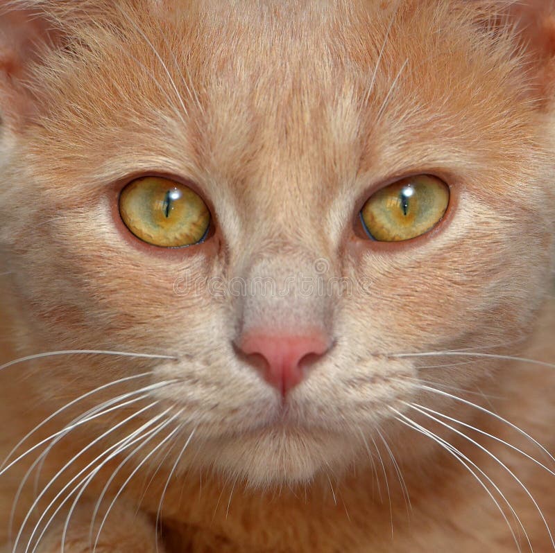 Cute Peach Colored Cat in Hand Stock Image - Image of hands, ears ...