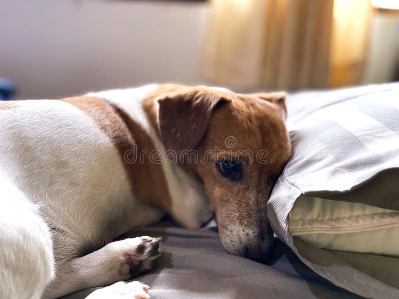 Cute-Peaking dog stock photo. Image of blown, puppy - 180821192