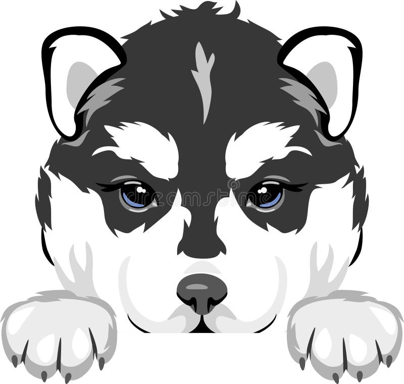 Cute Peeking Husky Puppy Isolated on White Stock Vector - Illustration ...
