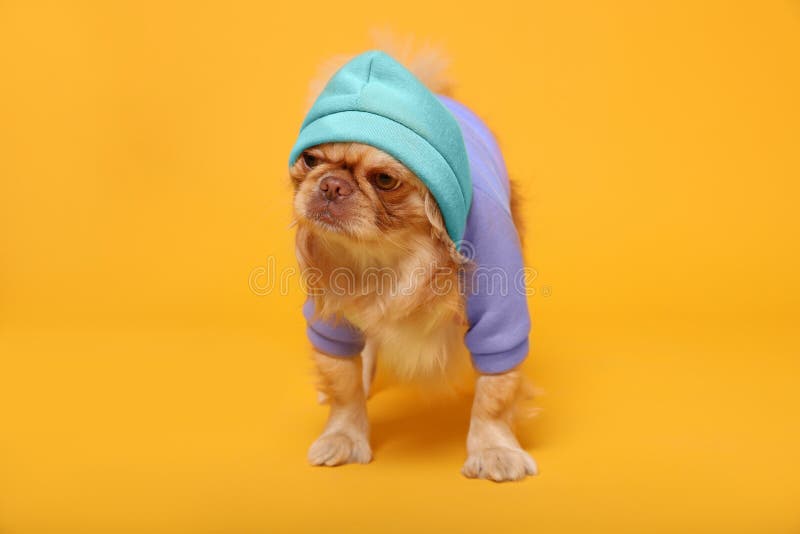 Cute Pekingese Dog in Pet Clothes on Yellow Background Stock Image ...