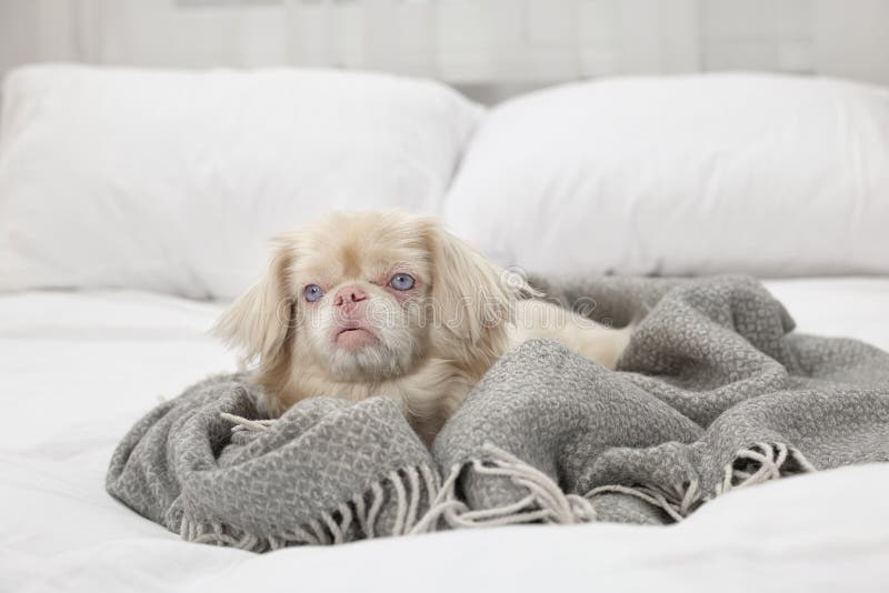 Cute Pekingese Dog Wrapped in Blanket on Bed Indoors Stock Image ...