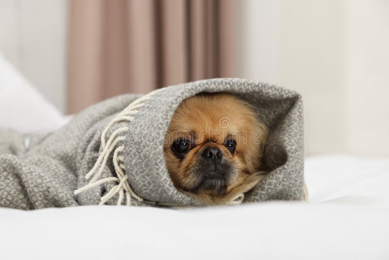 Cute Pekingese Dog Wrapped in Blanket on Bed Indoors Stock Photo ...